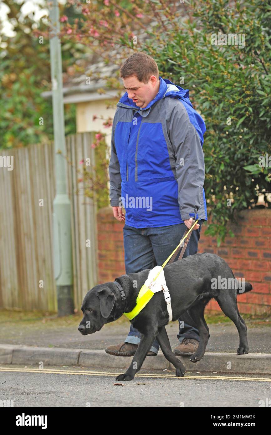 Guide dog and owner walking through a town in UK Stock Photo - Alamy