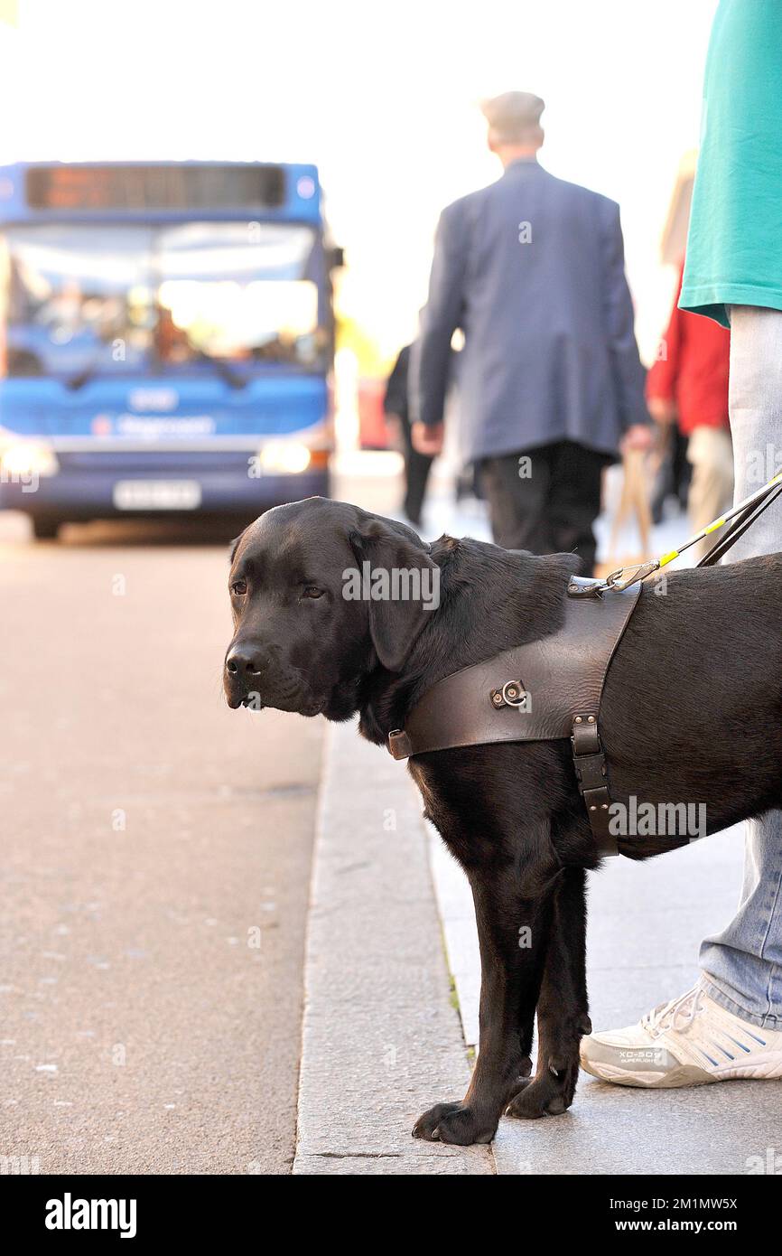 Guide dog being trained Stock Photo - Alamy
