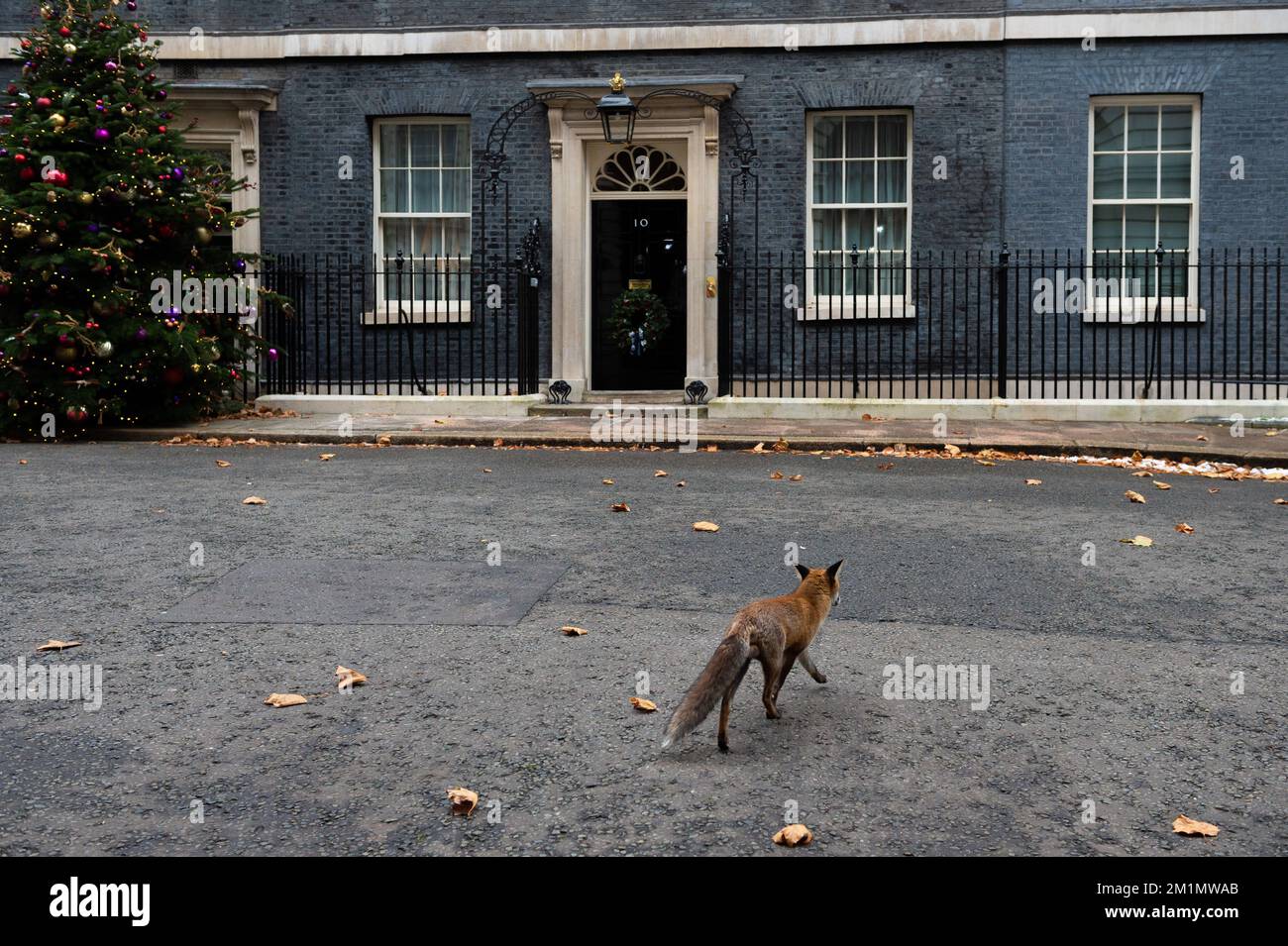 London, UK. 13th Dec, 2022. An urban fox strolling along Downing Street ...