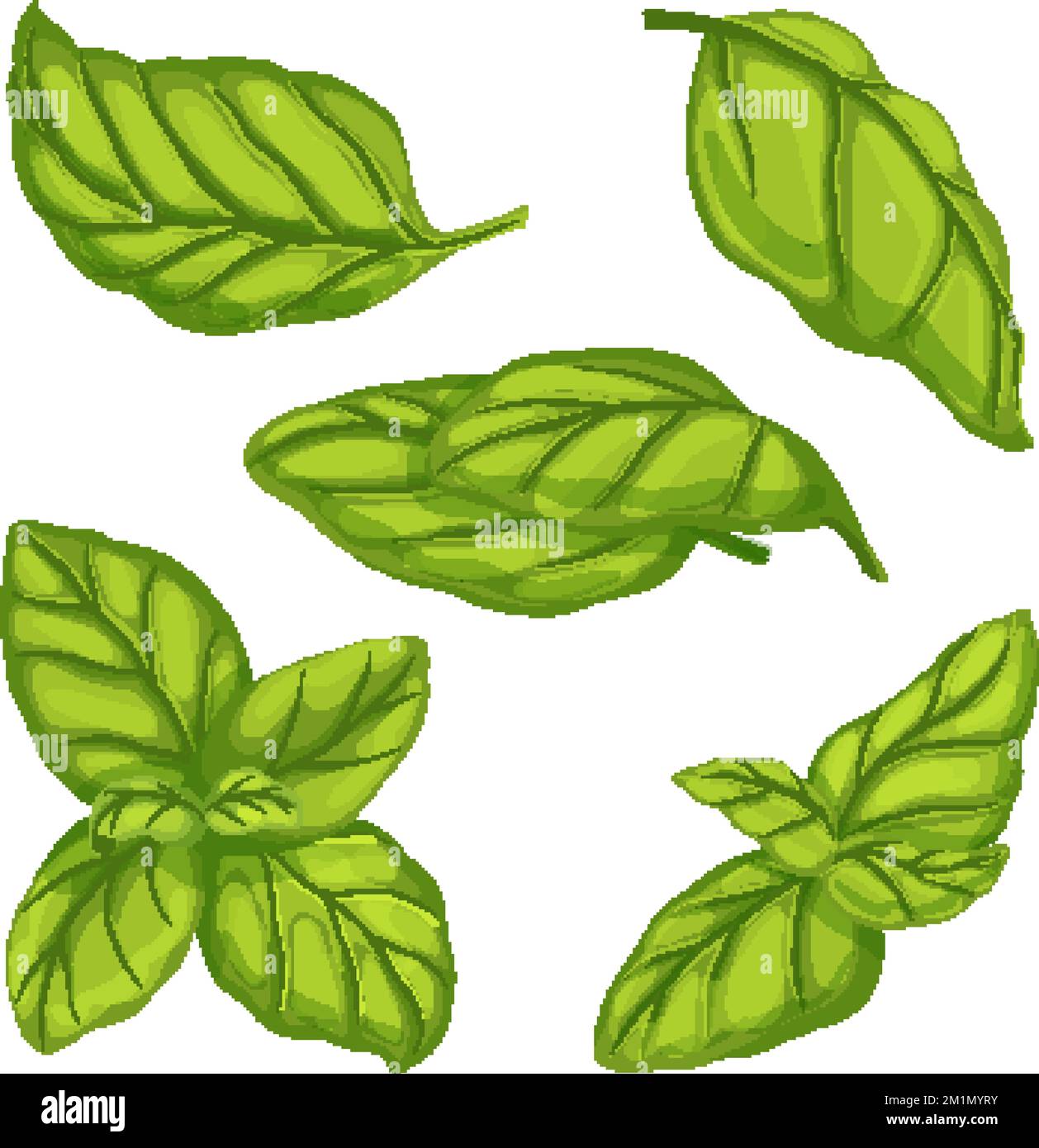 basil leaf green herb set cartoon vector illustration Stock Vector ...