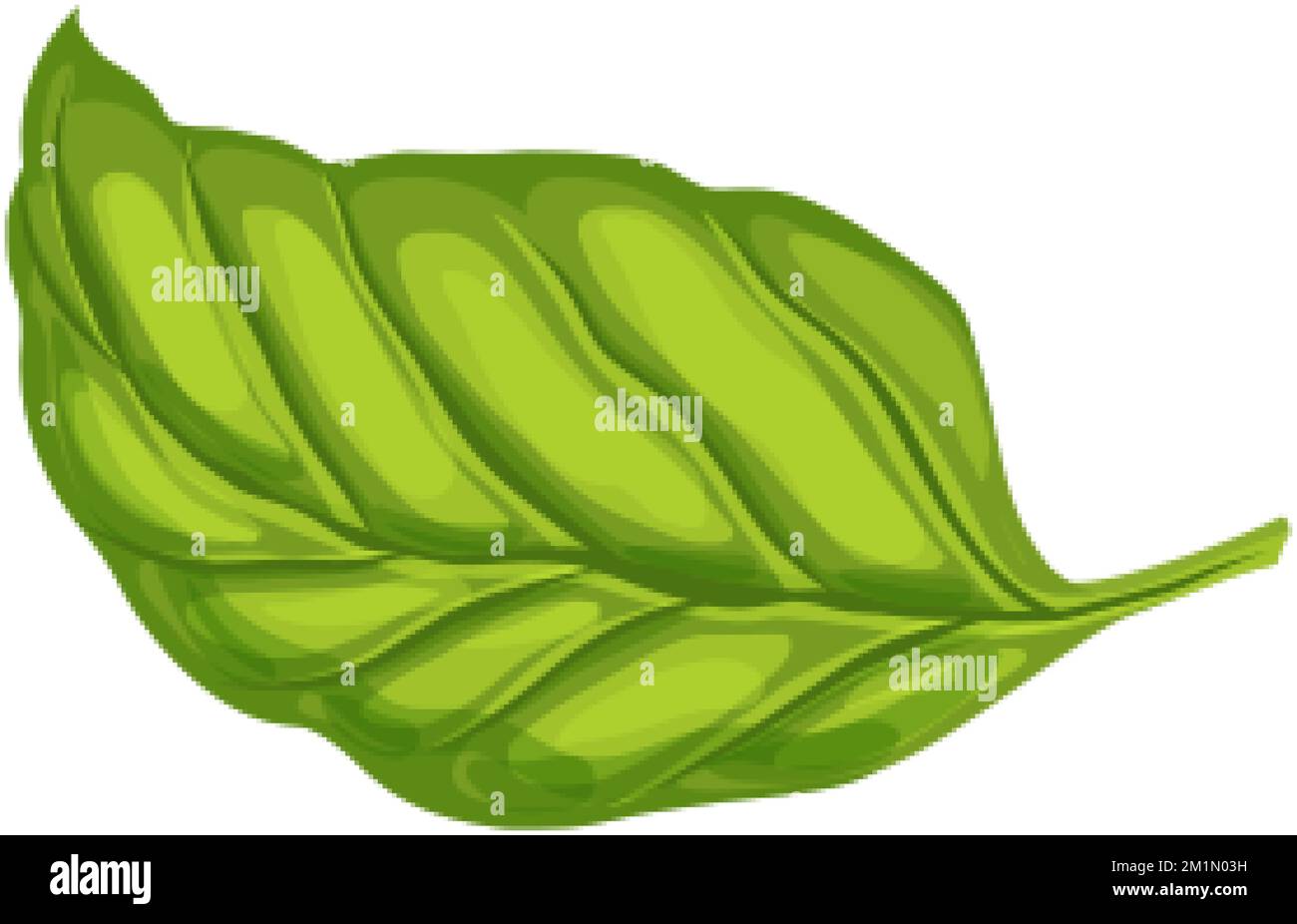 basil leaf cartoon vector illustration Stock Vector Image & Art - Alamy