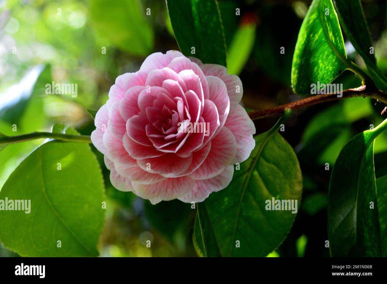Large Rose Pink with Red Veined Petals Camellia Japonica (Eugenie De ...