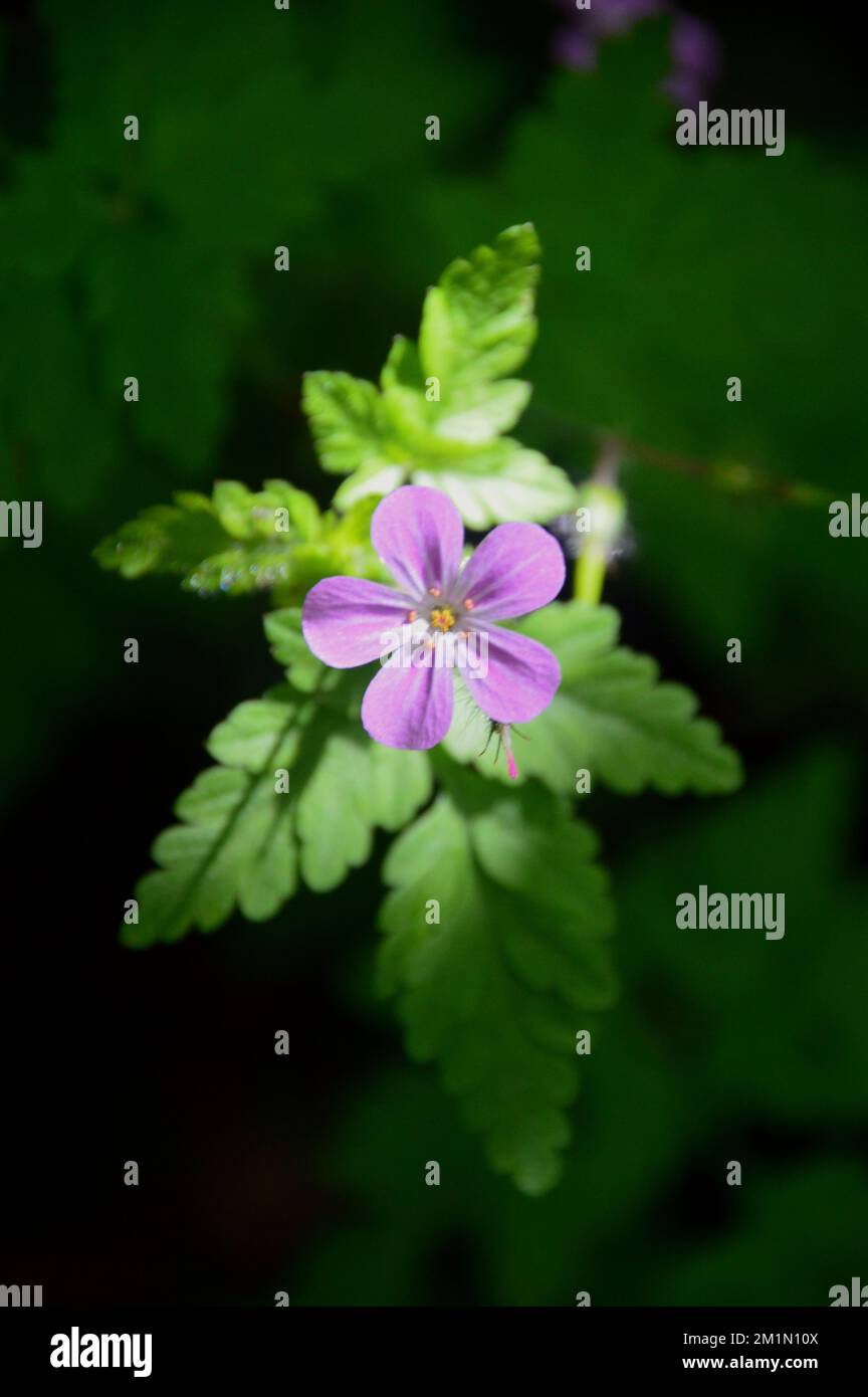 Single Small Pink Herb-Robert (Geranium Robertianum) Flower Growing in ...