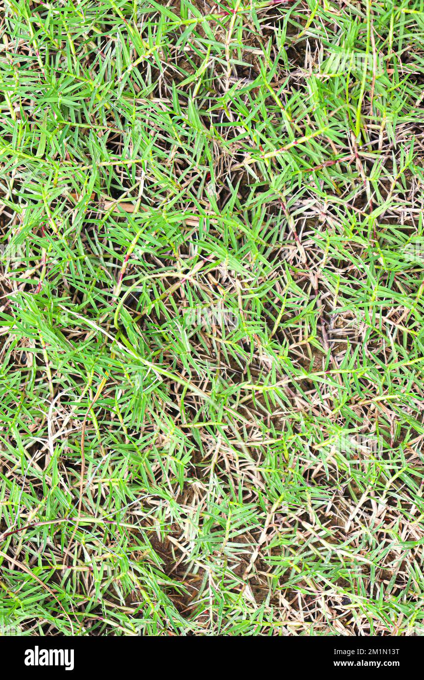 green colored grass farm on field for cow eat and harvest Stock Photo ...