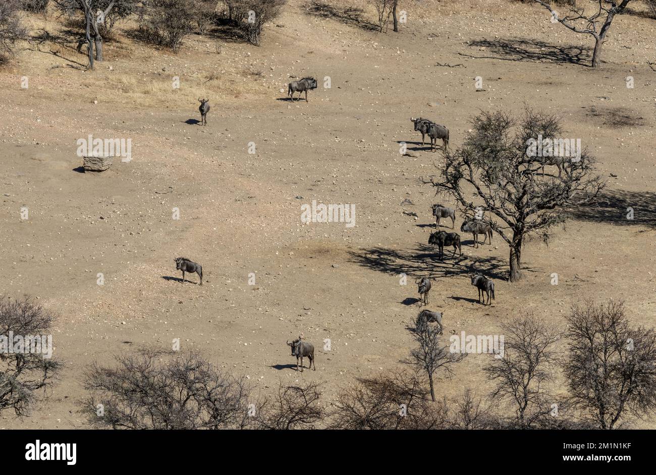 Twelve blue wildebeest in Daan Wiljoen reserve in Namibia's dry season ...