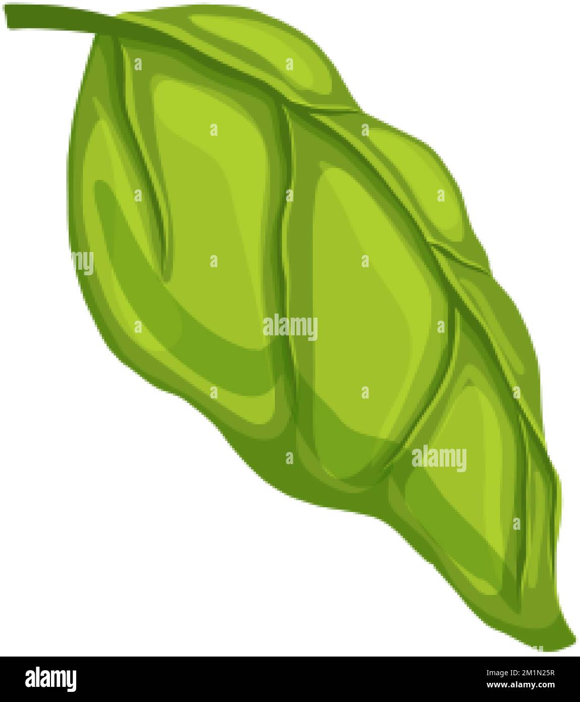 basil leaf green cartoon vector illustration Stock Vector Image & Art ...