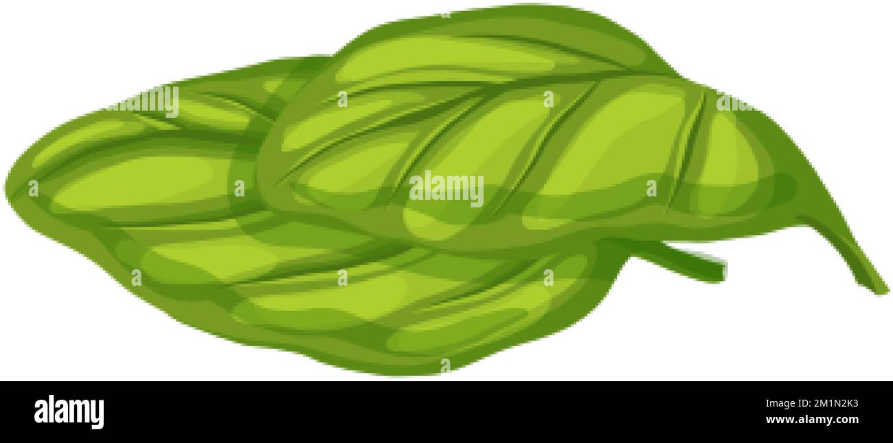 basil leaf green cartoon vector illustration Stock Vector Image & Art ...