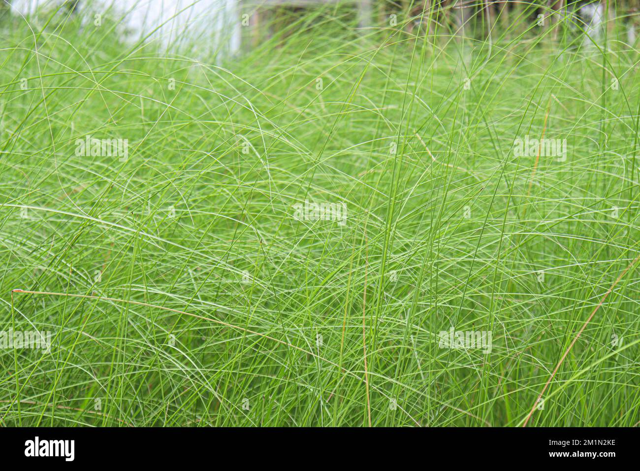 green colored grass farm on field for cow eat and harvest Stock Photo ...
