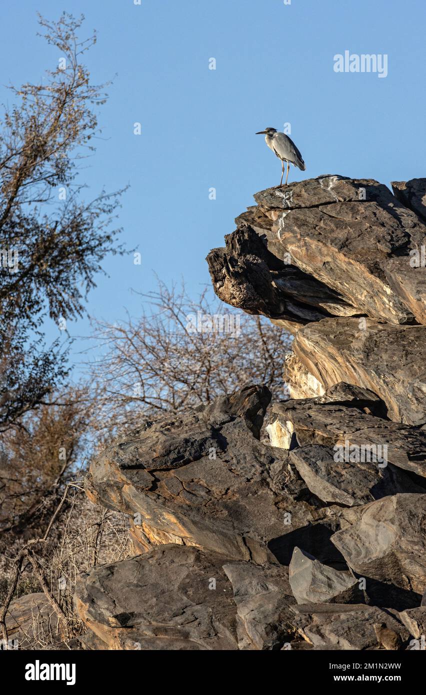 Grey Heron perched high on rocks against the skyline Stock Photo - Alamy