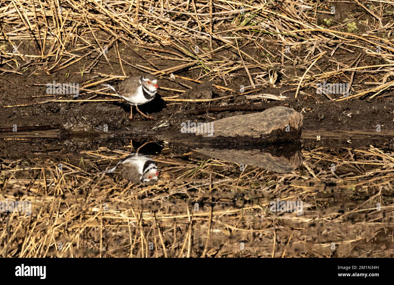 Three banded plover on the edge of a small pool Stock Photo - Alamy