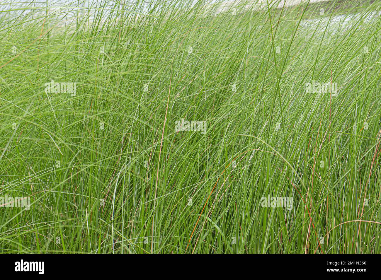green colored grass farm on field for cow eat and harvest Stock Photo ...