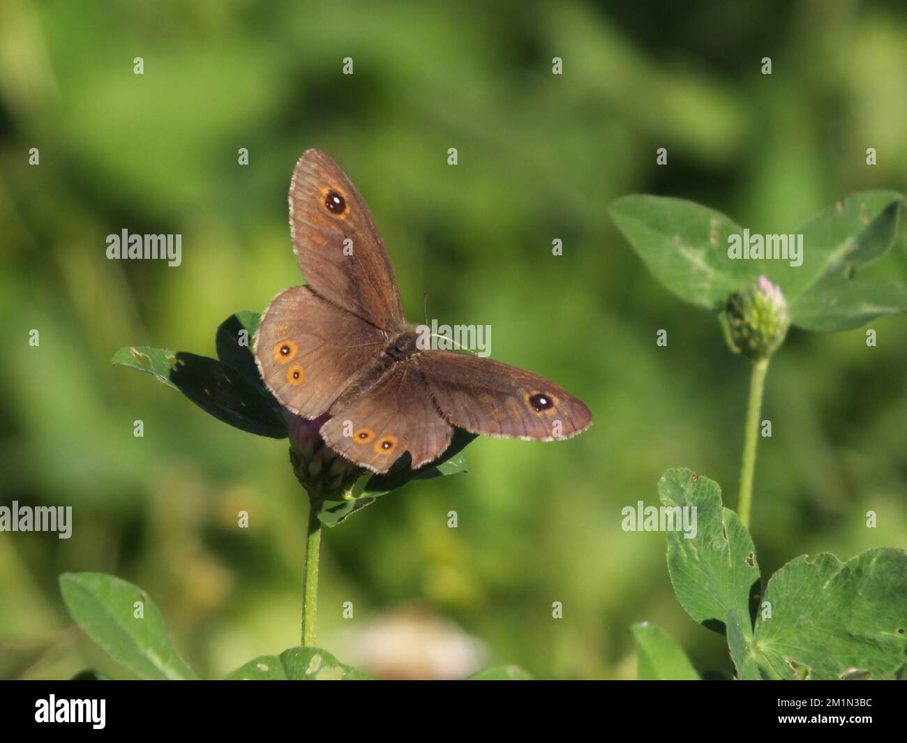 Wood satyr butterfly hi-res stock photography and images - Alamy