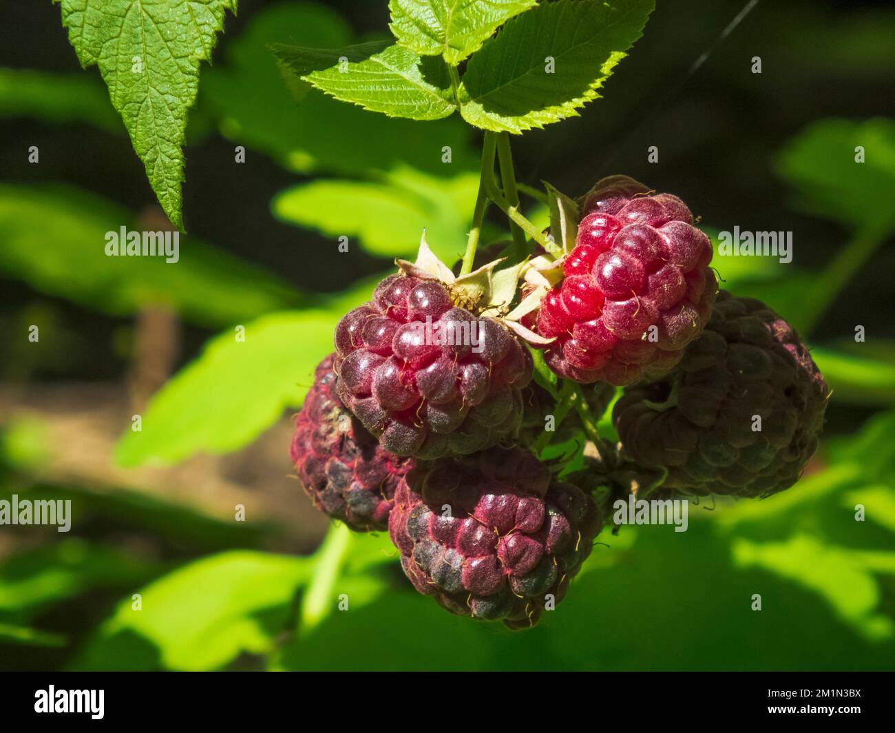 A closeup of fresh raspberry fruits on a farm Stock Photo - Alamy