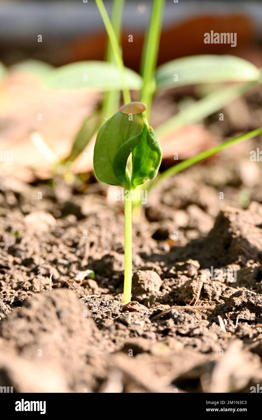 A vertical shot of a sprout from a bean plant on the ground Stock Photo ...