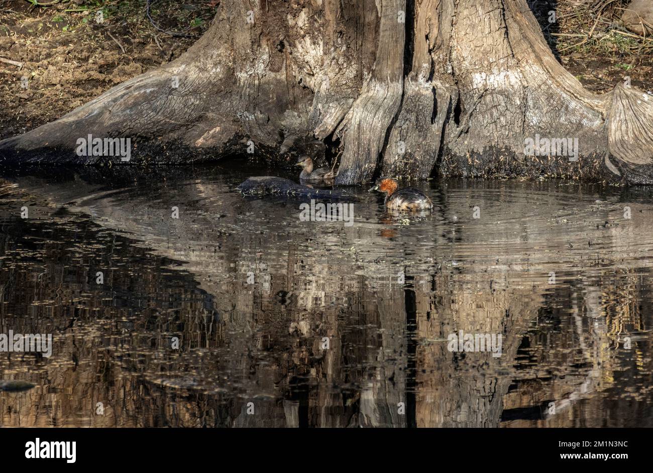 Tree stump in mud hi-res stock photography and images - Alamy