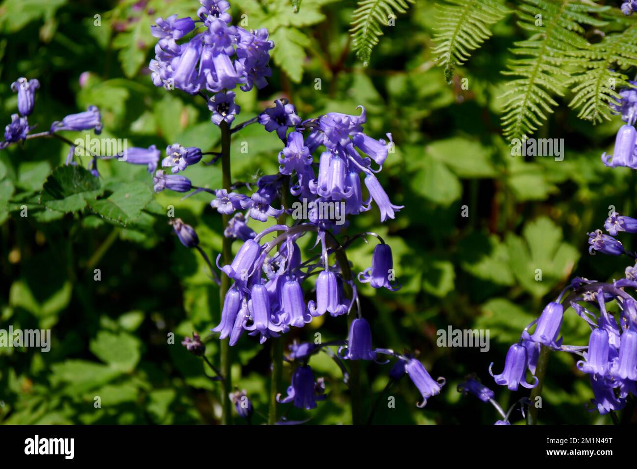 Wild Native Bluebells (Hyacinthoides Non-scripta) by the Georgian Ride ...