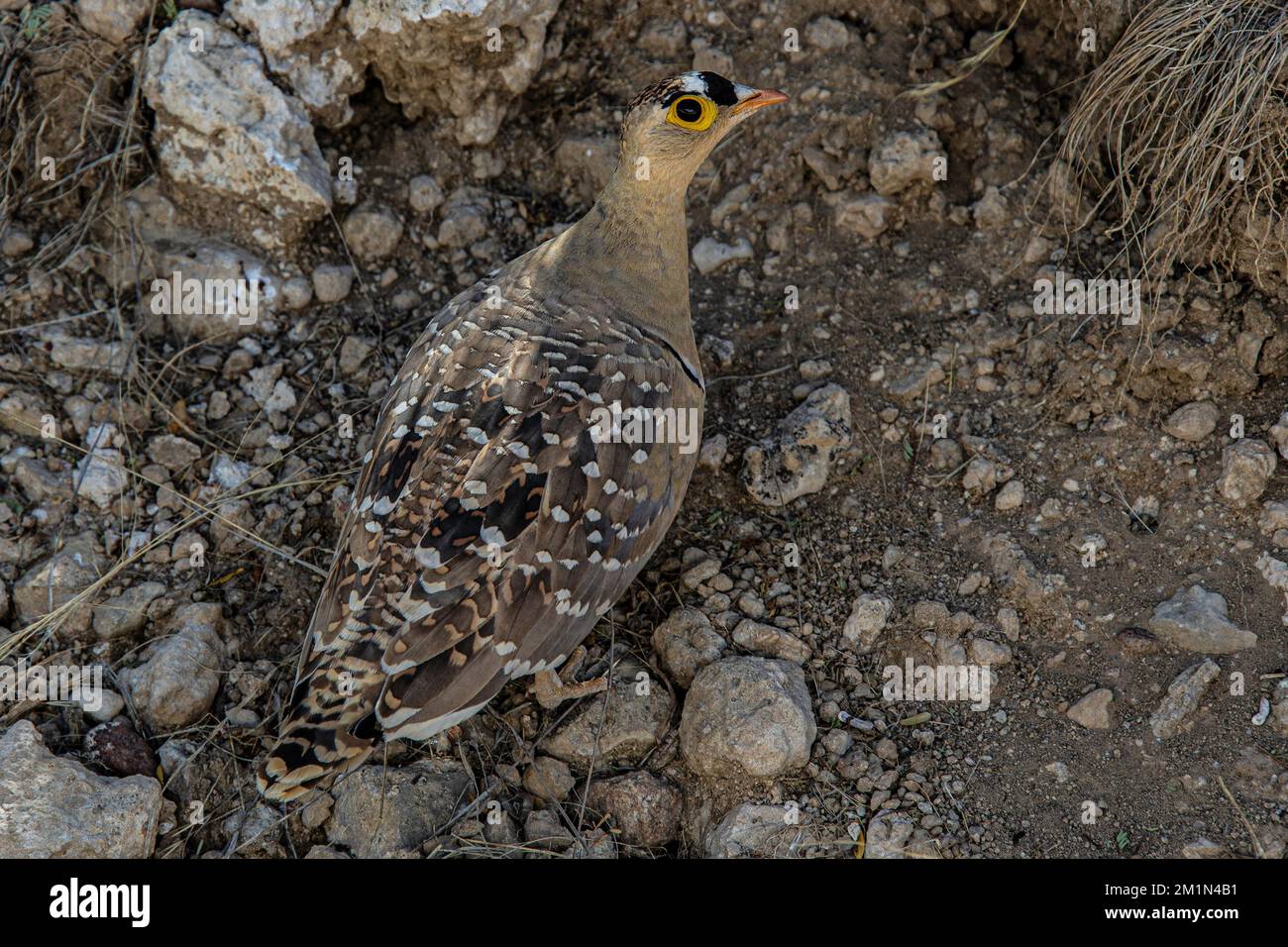 Double banded sand hi-res stock photography and images - Alamy