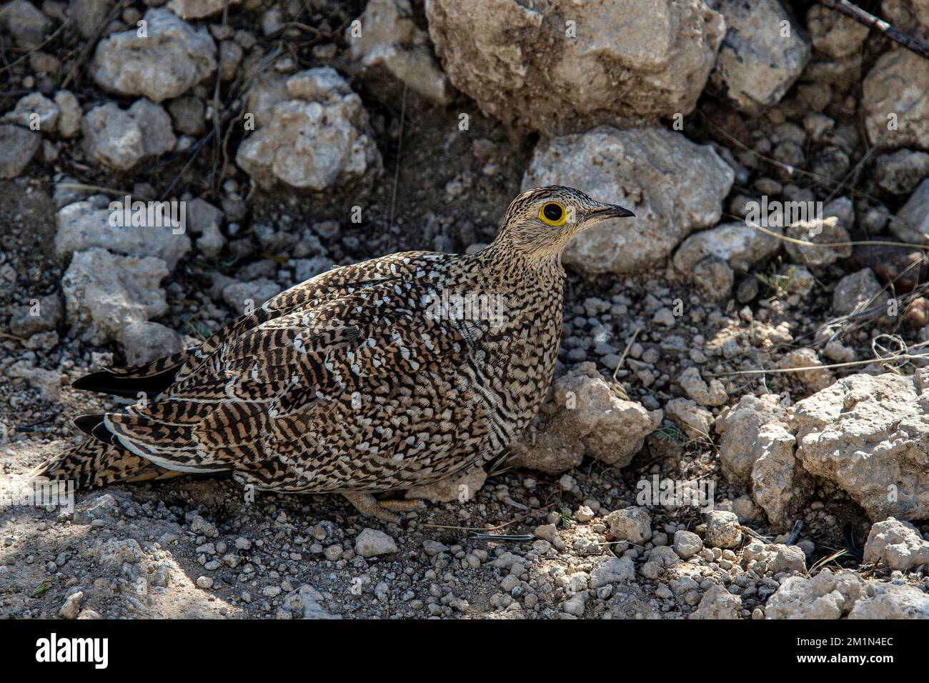 Female double banded sandgrouse among stones Stock Photo - Alamy