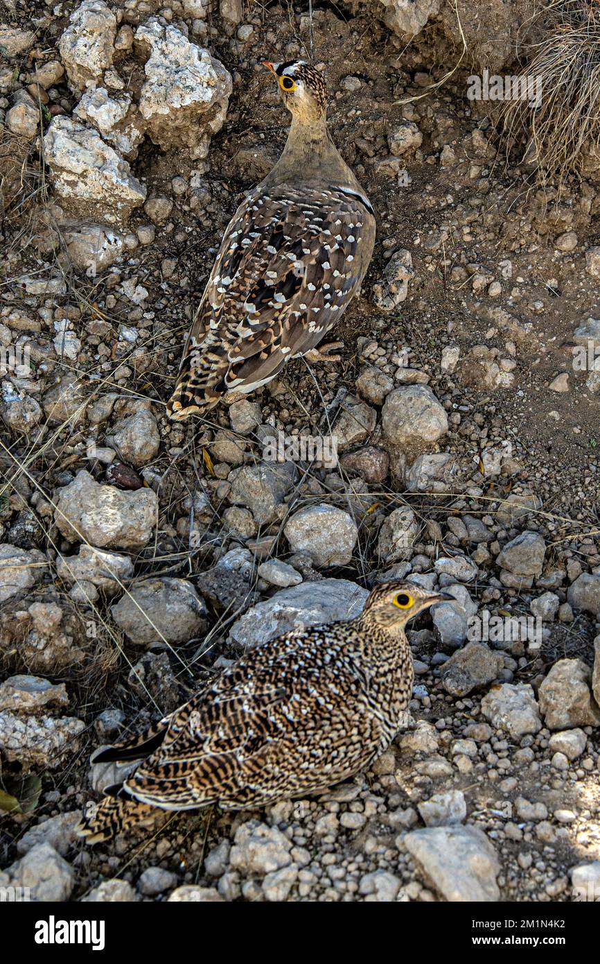 Male and female double banded sandgrouse among stones Stock Photo - Alamy
