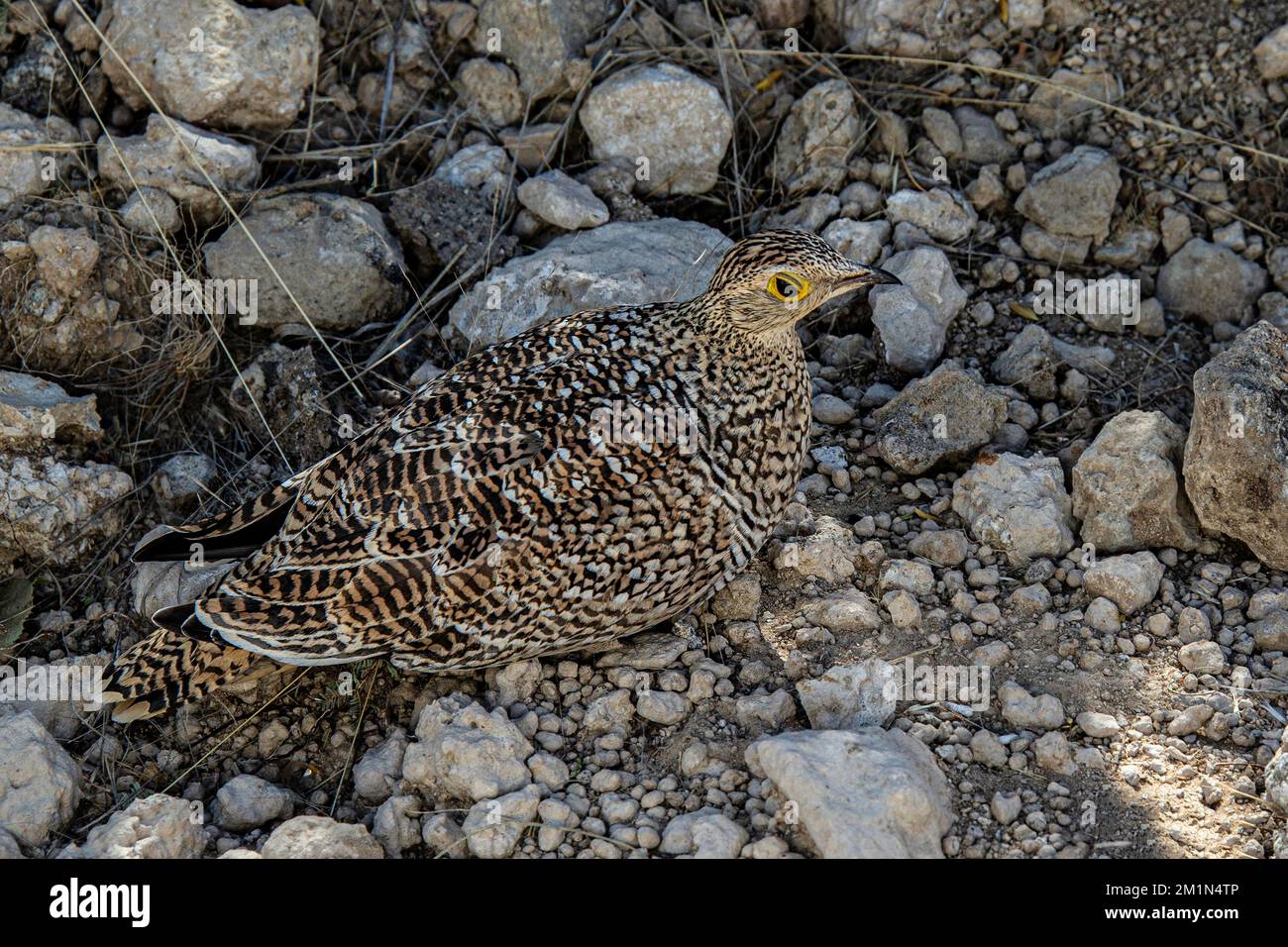 Female double banded sandgrouse among stones Stock Photo - Alamy