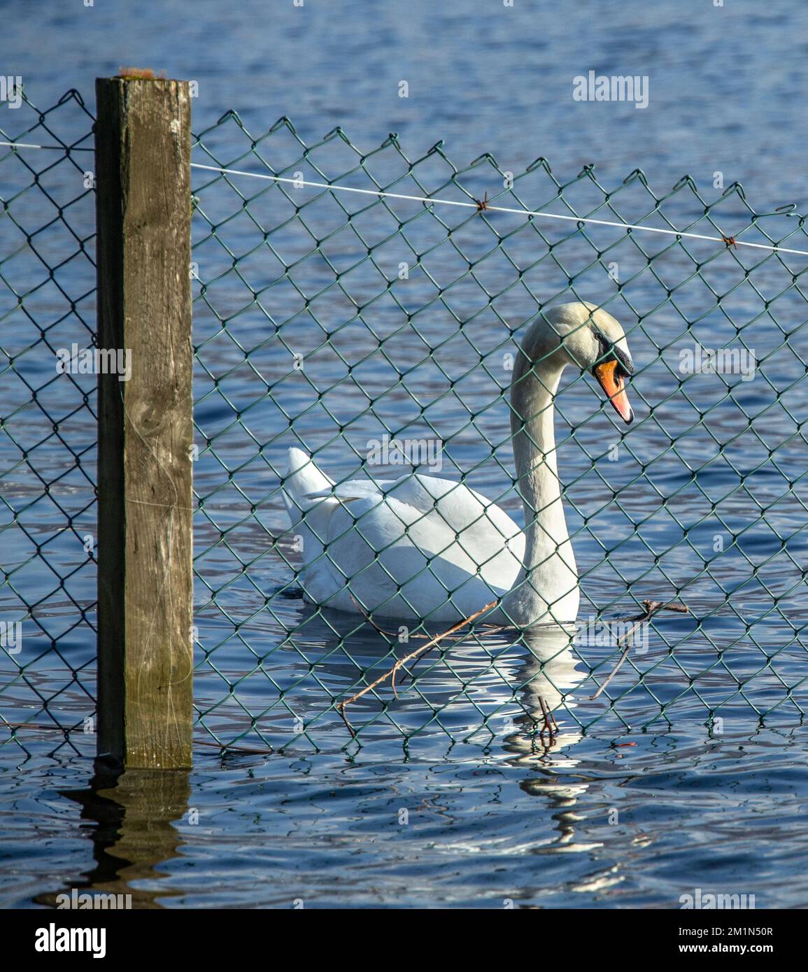 Swan on water behind wire netting on Lock Lomond Stock Photo - Alamy