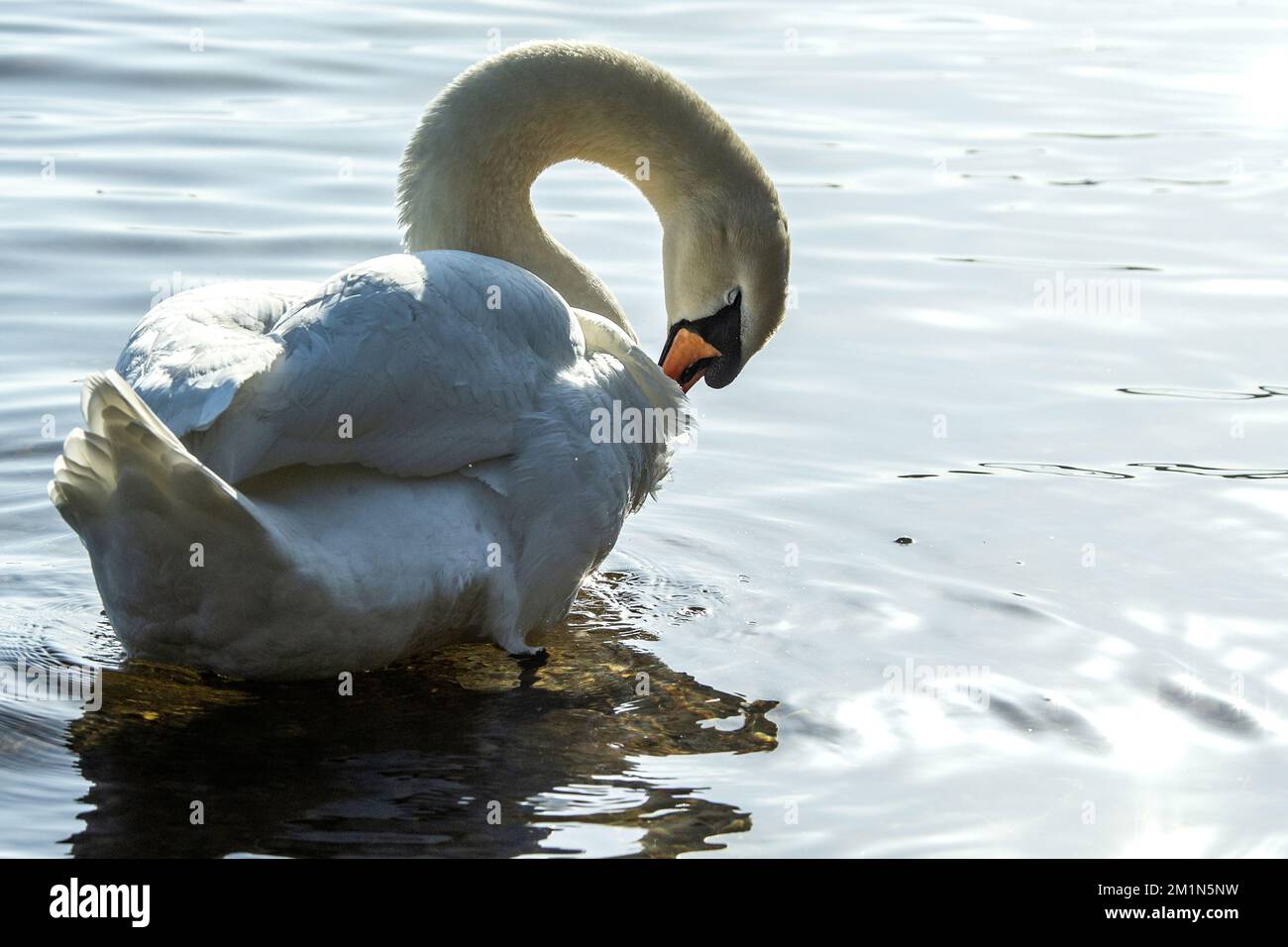 Swan preening with light behind it Stock Photo - Alamy