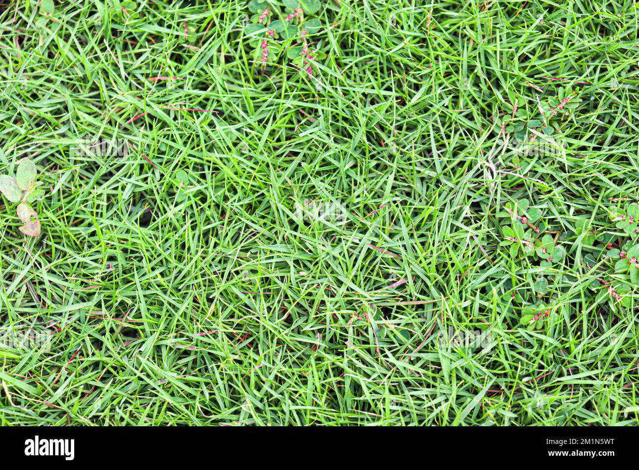green colored grass farm on field for cow eat and harvest Stock Photo ...