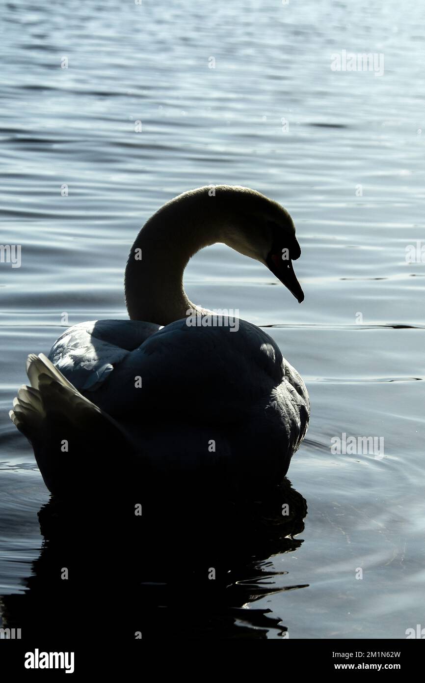 Long neck swan hi-res stock photography and images - Alamy