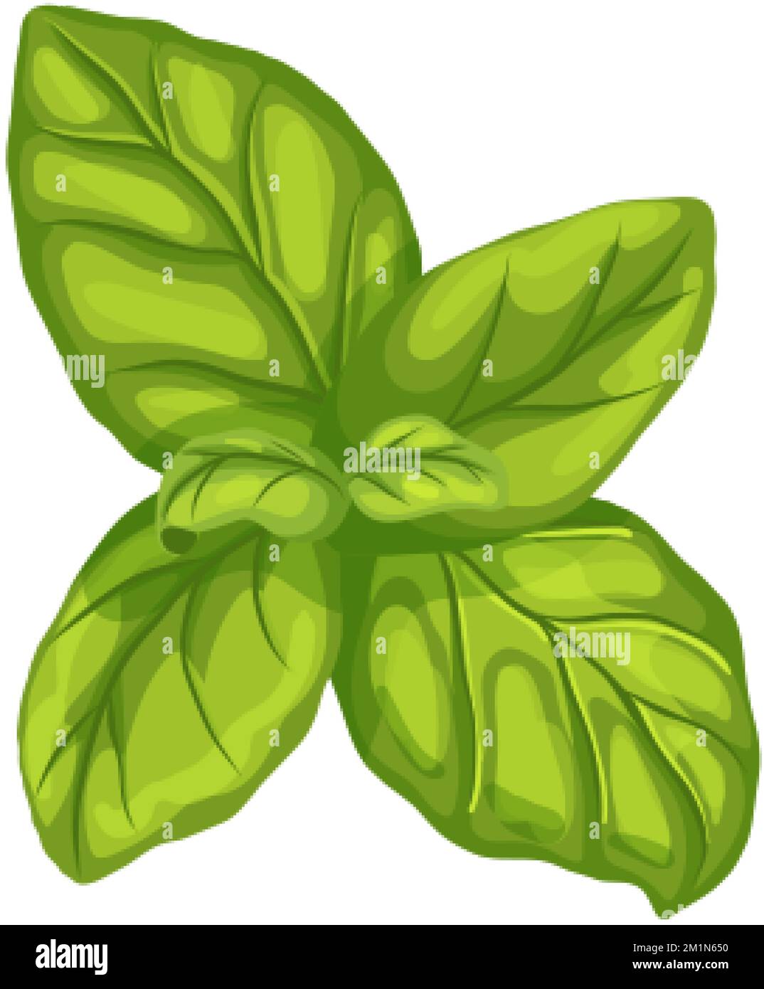 basil leaf cartoon vector illustration Stock Vector Image & Art - Alamy