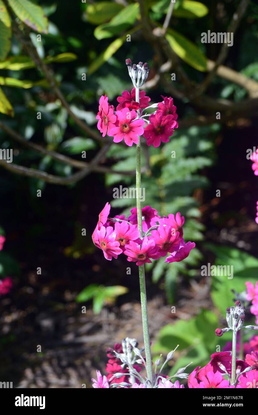Single Deep Pink Primula Beesiana (Candelabra Primrose) Flowers grown ...