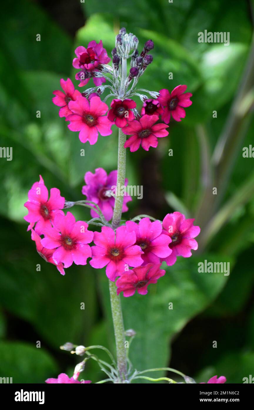 Single Deep Pink Primula Beesiana (Candelabra Primrose) Flowers grown ...