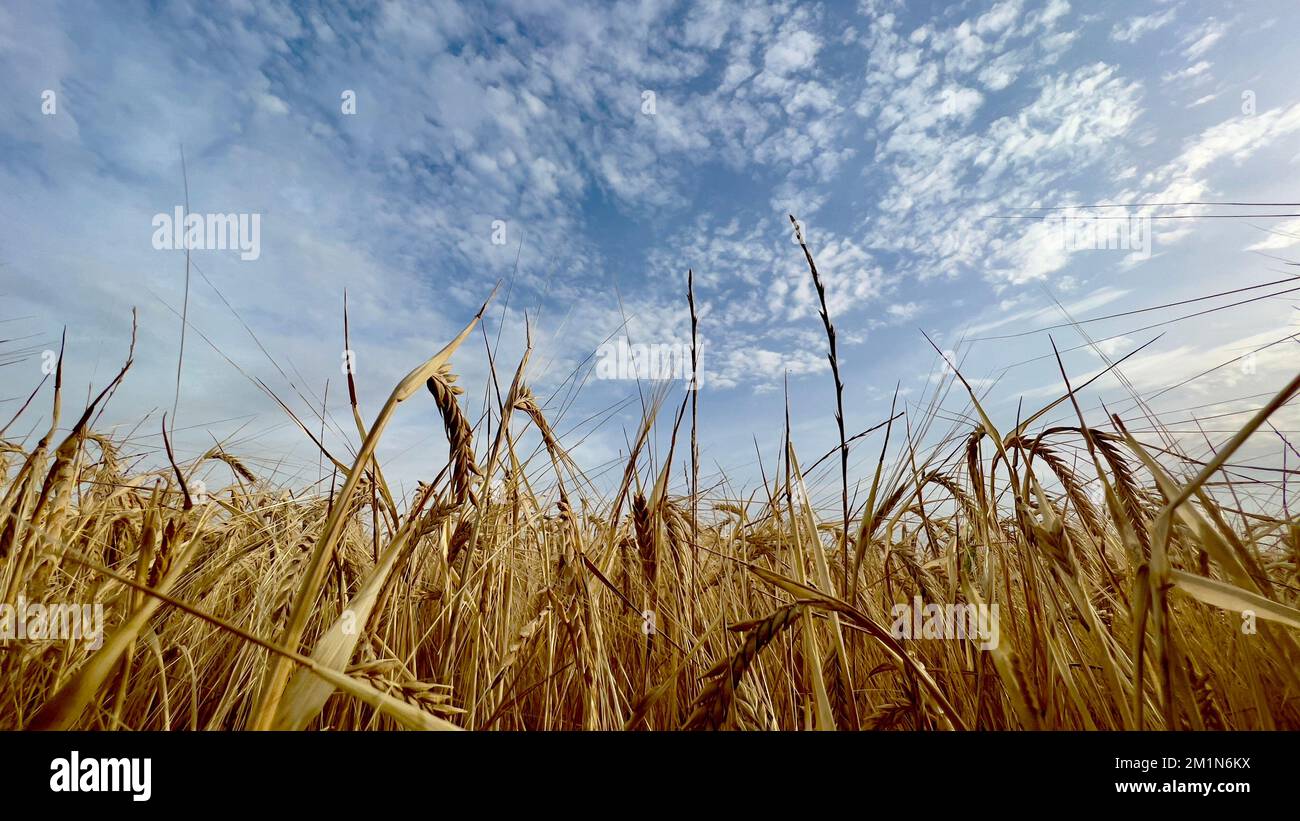 Wheat fields landscape Stock Photo - Alamy