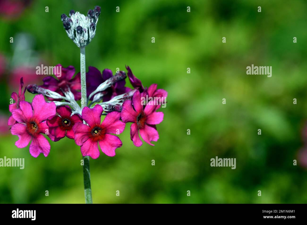Single Deep Pink Primula Beesiana (Candelabra Primrose) Flowers grown ...