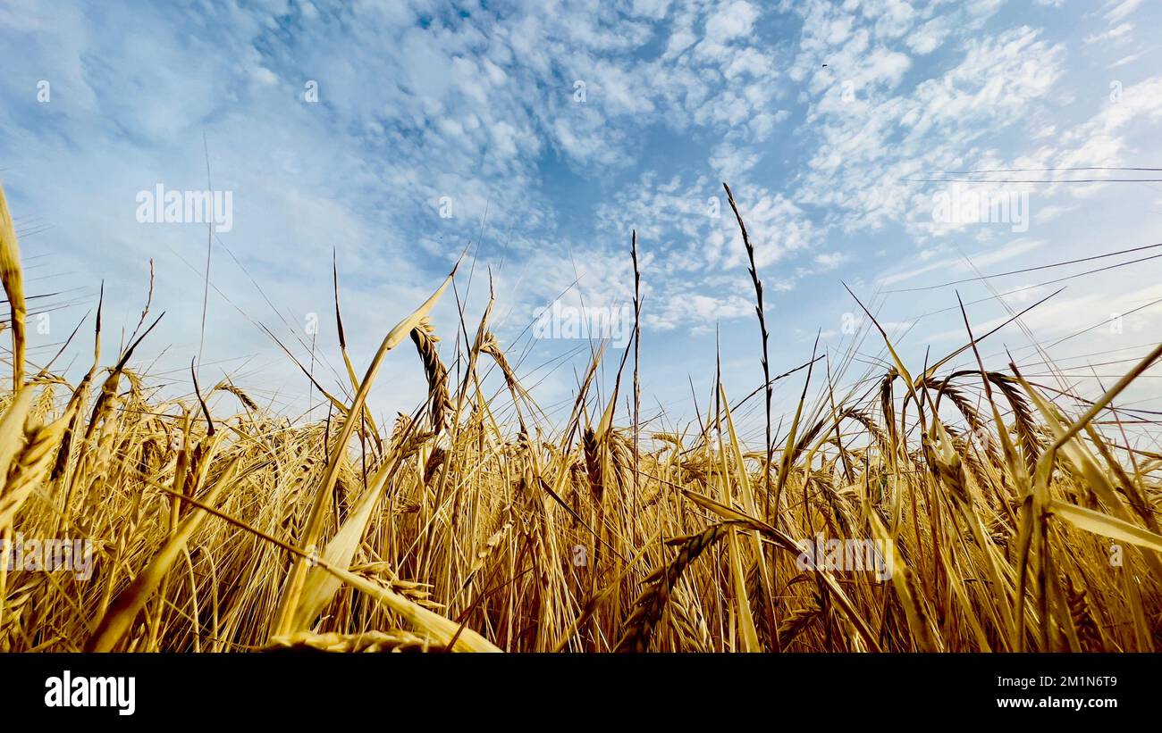 Wheat fields landscape Stock Photo - Alamy