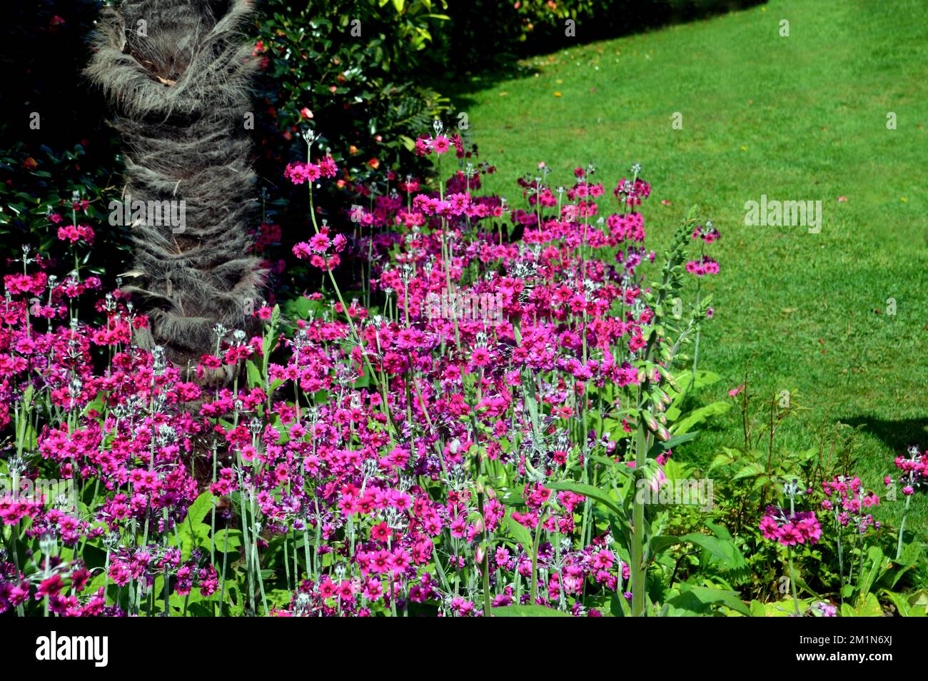 Deep Pink Primula Beesiana (Candelabra Primrose) Flowers grown at the ...