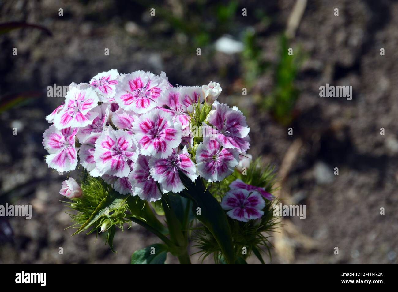 White & Pink Bicolour Sweet William 'Dianthus Barbatus' (Messenger ...