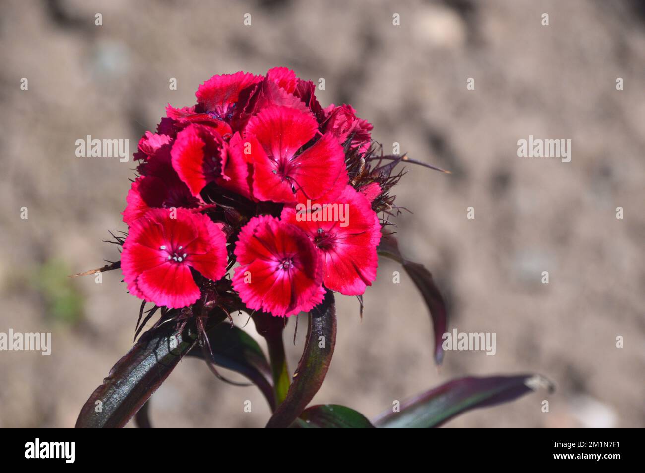 Red Bicolour Sweet William 'Dianthus Barbatus' (Messenger Mixed ...