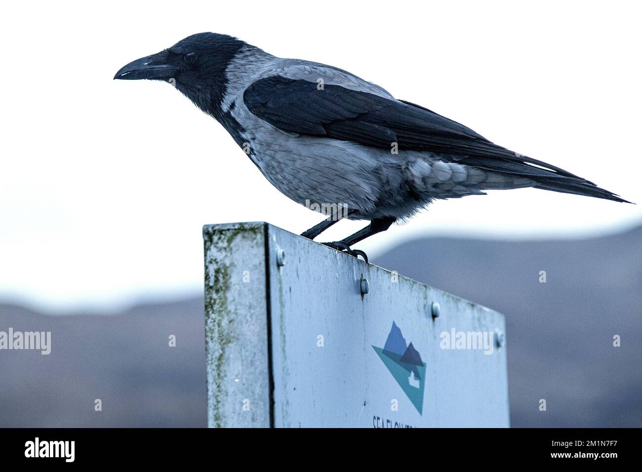 Hooded crow perched on hi-res stock photography and images - Alamy