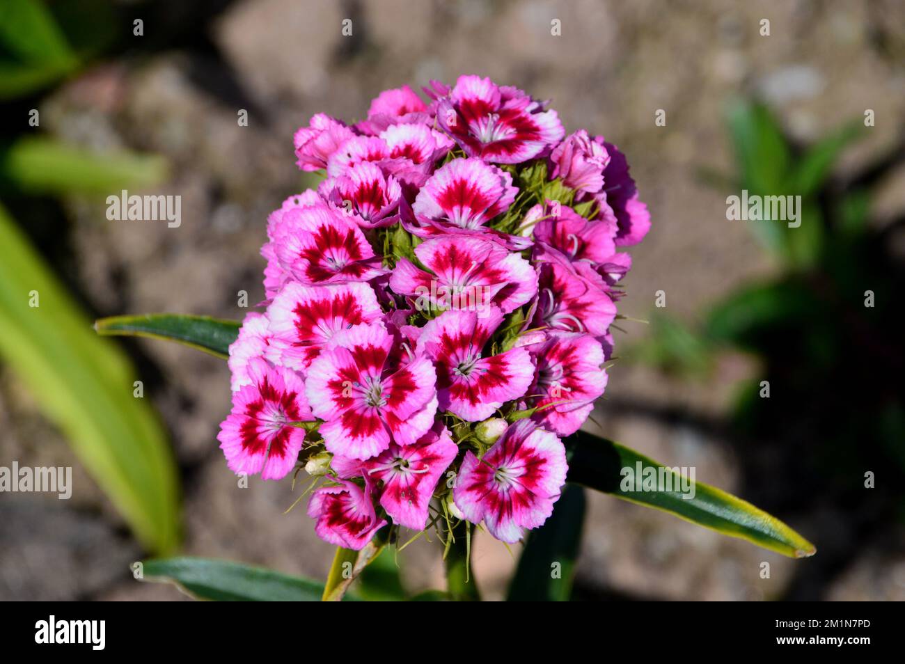 Pink Bicolour Sweet William 'Dianthus Barbatus' (Messenger Mixed ...