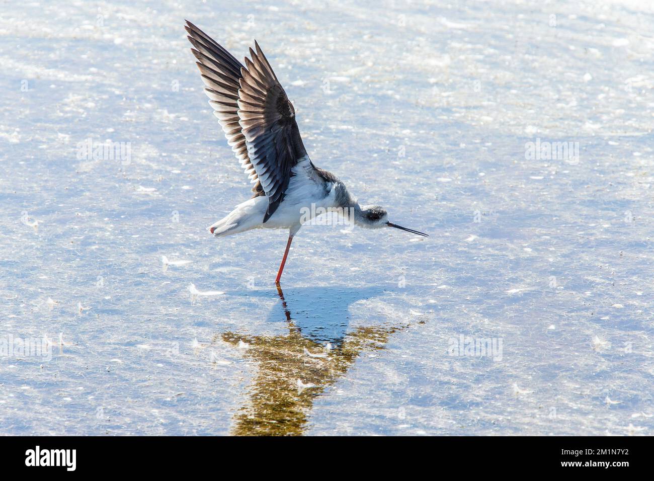 Stilt flapping its wings while standing on one leg in Etosha Stock ...