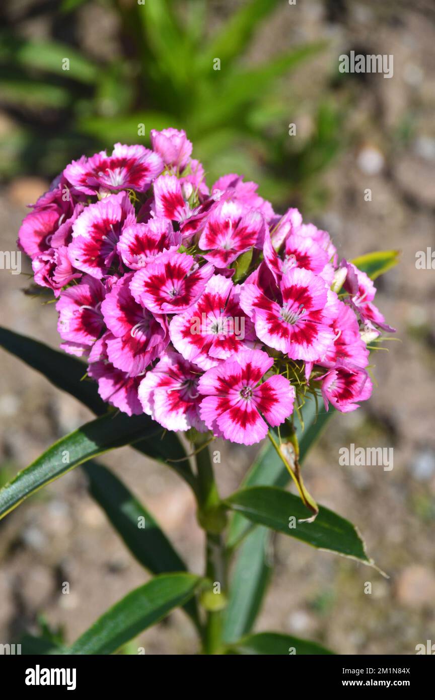 Pink Bicolour Sweet William 'Dianthus Barbatus' (Messenger Mixed ...