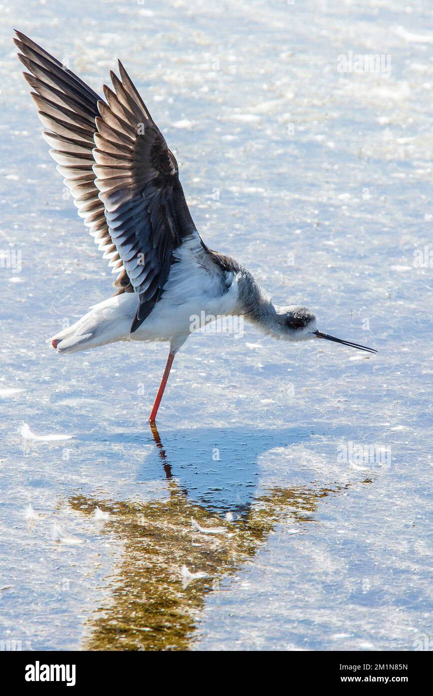 Stilt flapping its wings while standing on one leg in Etosha Stock ...