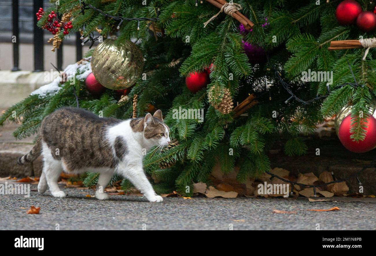 London, England, UK. 13th Dec, 2022. UK Prime Minister's office's cat ...