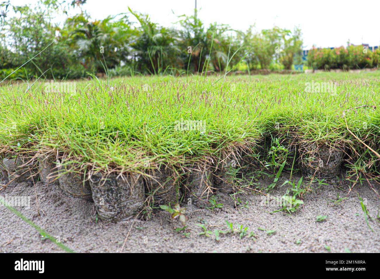 green colored grass farm on field for cow eat and harvest Stock Photo ...