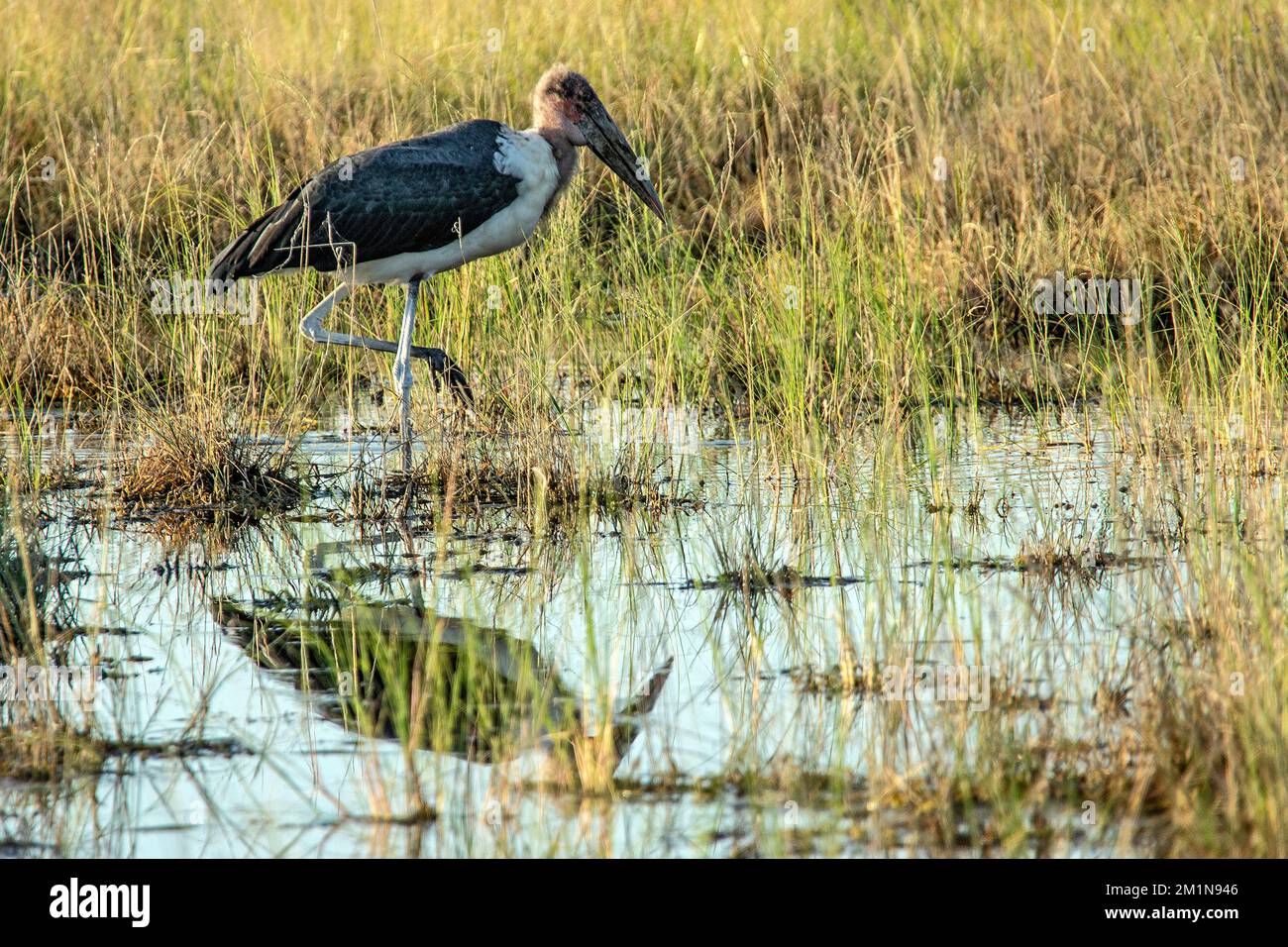 Marabou Stork hunting in shallow water in Etosha Stock Photo - Alamy