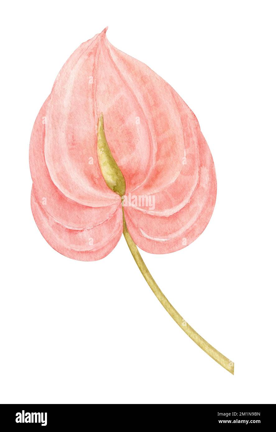 Watercolor Anthurium pink Flower. Hand drawn illustration of tropical ...