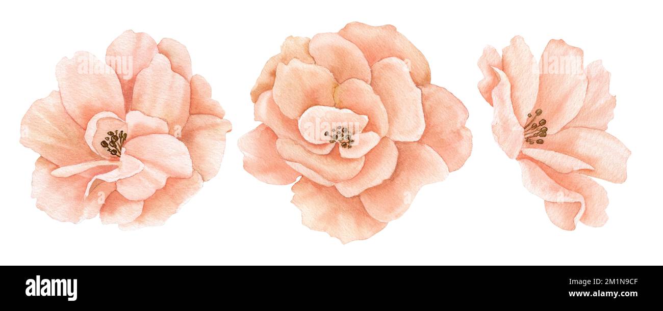 Watercolor hand drawn Roses in pastel pink-peach colors. Drawing of ...