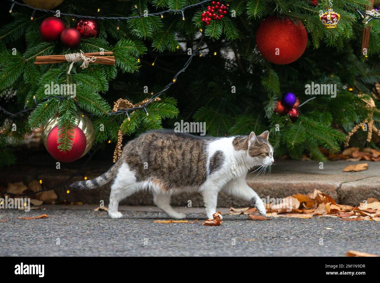 London, England, UK. 13th Dec, 2022. UK Prime Minister's office's cat ...