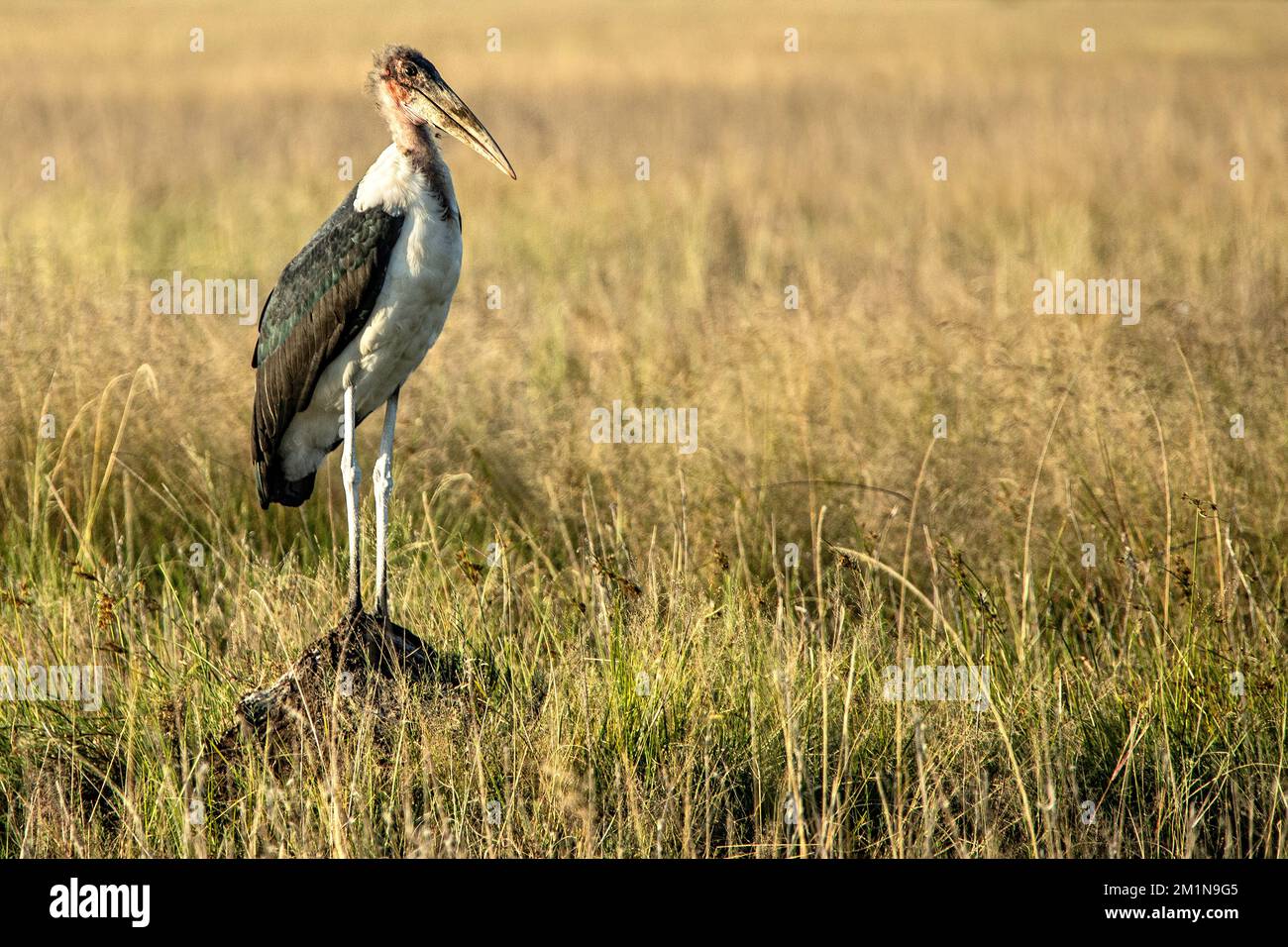 Marabou Stork hunting from a small mound in Etosha Stock Photo - Alamy