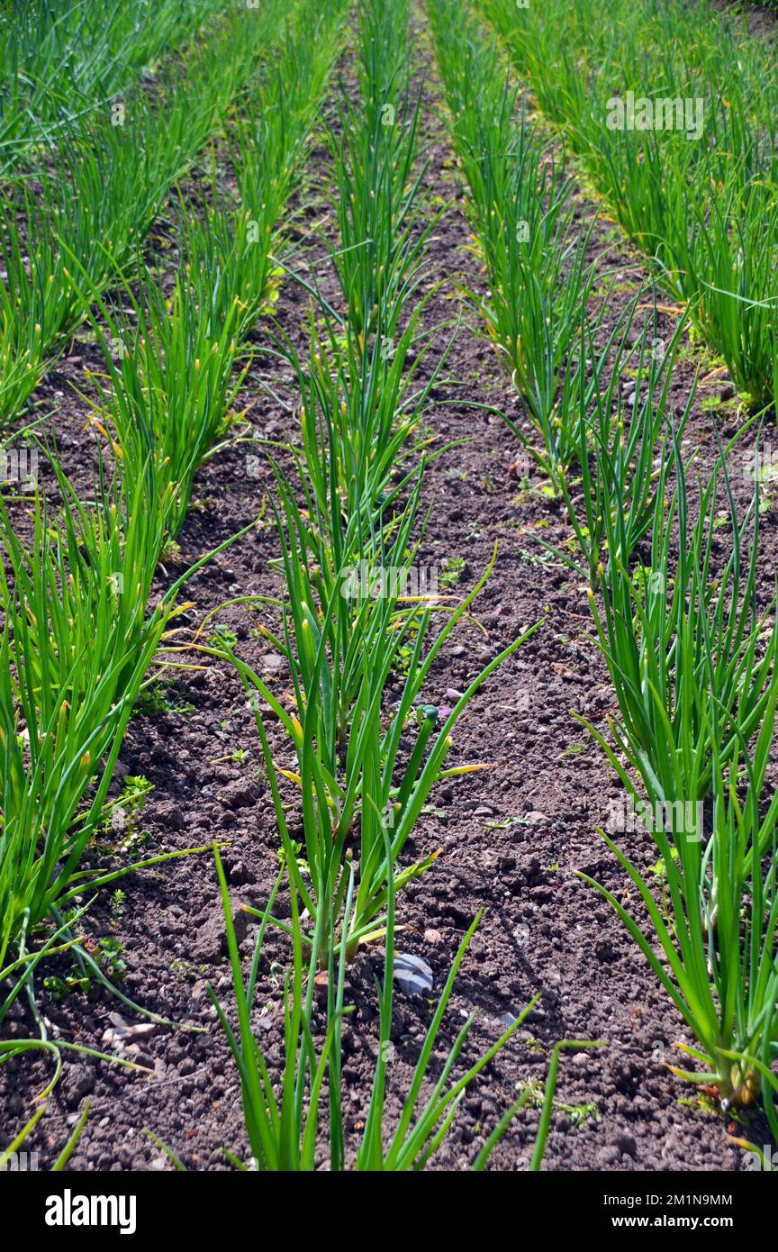 'Red Sun' Shallots (Allium ascalonicum) Grown in Rows in the Kitchen ...